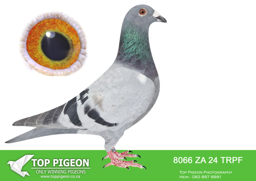 LOT 22 END JUNE -8066 ZA 24 TRPF -SIRE:ZA-2021-NKHPT-6718 De Rauw Sablon Blue Full brother to ...