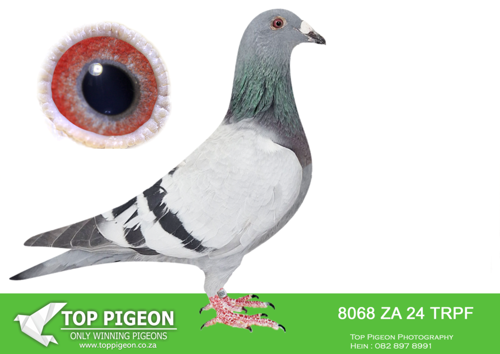 .LOT 1 SUPER WEDNESDAY – 9425 ZA 22 VPU —FIRST YEAR IN BREEDING LOFT BRED SPRINT FEDERATION ...