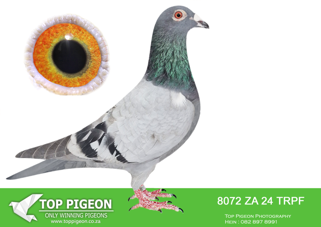 LOT 13 END JUNE -8072 ZA 24 TRPF -SIRE:ZA-2018-TRPF-10381 Mc Dermott Lofts Checkered • 55th Club ...