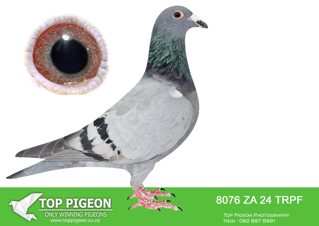 .LOT 1 SUPER WEDNESDAY – 9425 ZA 22 VPU —FIRST YEAR IN BREEDING LOFT BRED SPRINT FEDERATION ...