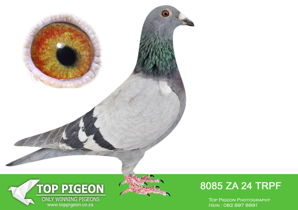 .LOT 1 SUPER WEDNESDAY – 9425 ZA 22 VPU —FIRST YEAR IN BREEDING LOFT BRED SPRINT FEDERATION ...