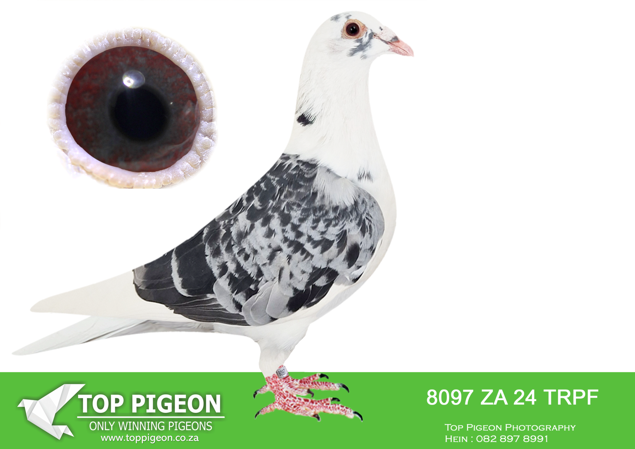 LOT 32 END JUNE -8097 ZA 24 TRPF -SIRE:ZA-2021-GPU-12863 Mc Dermott Lofts Kittel Bont Super ...