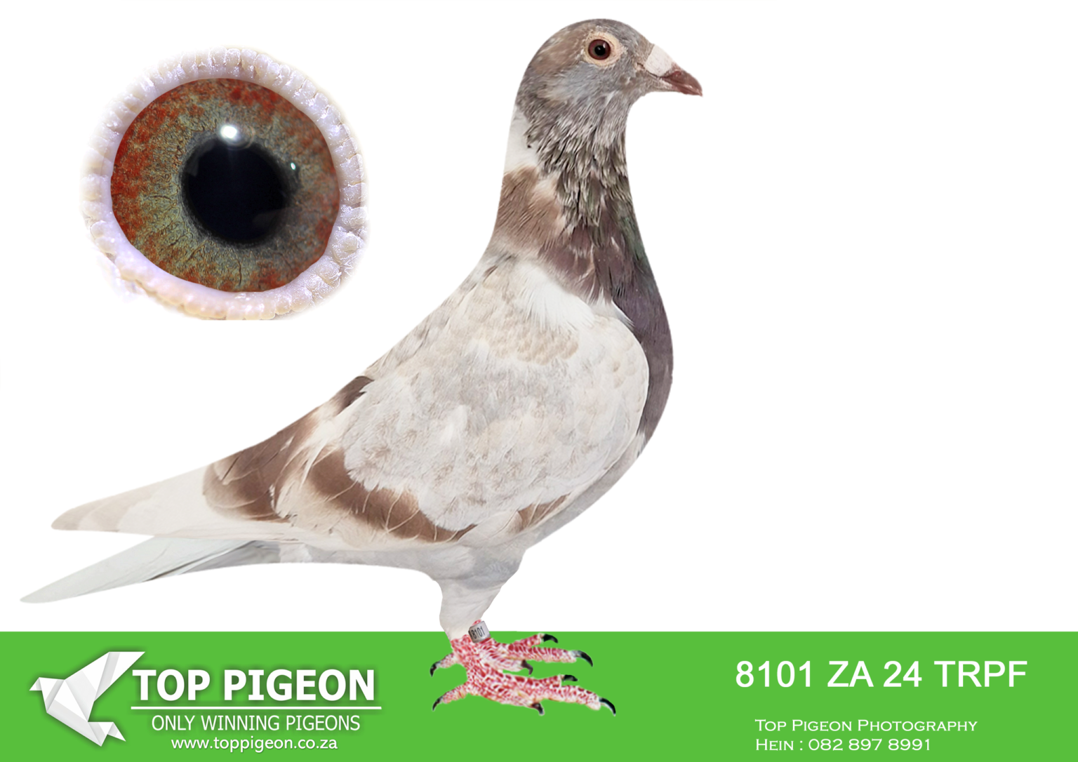 LOT 17 WACKY WEDNESDAY -8101 ZA 24 TRPF -SIRE:ZA-2024-ABL-1413 Alwyn Bester Red Best genetics ...