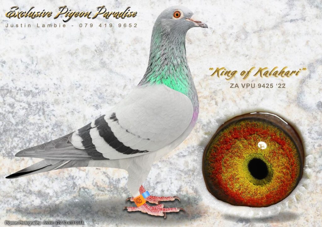 .LOT 1 SUPER WEDNESDAY – 9425 ZA 22 VPU —FIRST YEAR IN BREEDING LOFT ...