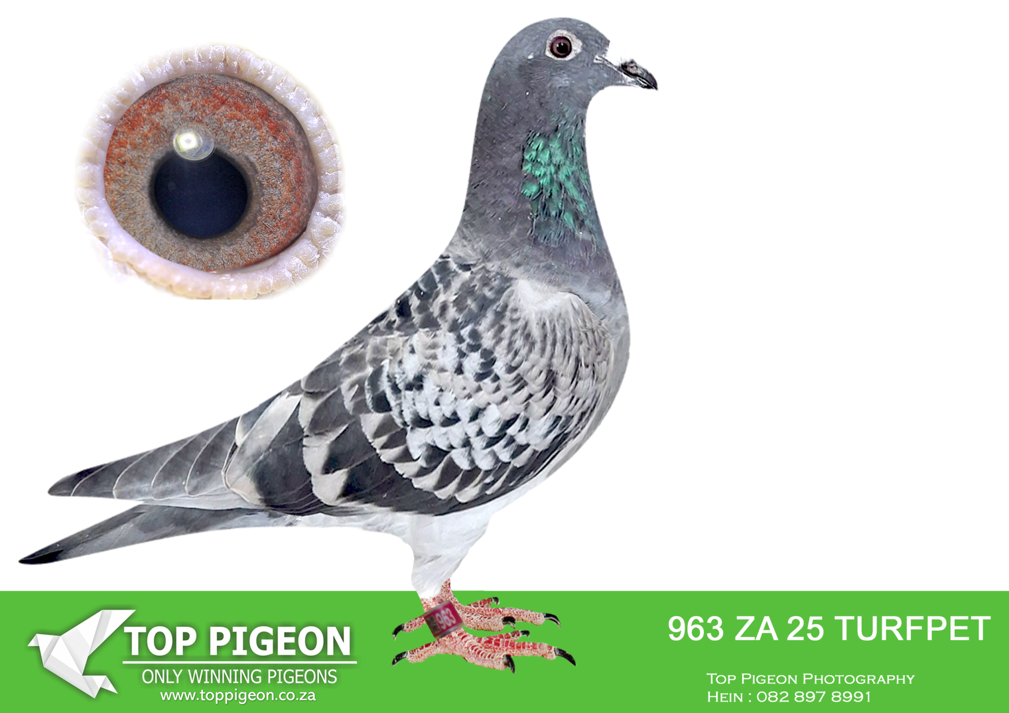 .LOT 4 FERDIE COETZER – ZA 25 TURFPET 963 – is the full sister of my AFRIKAPRO race 7 winner ...