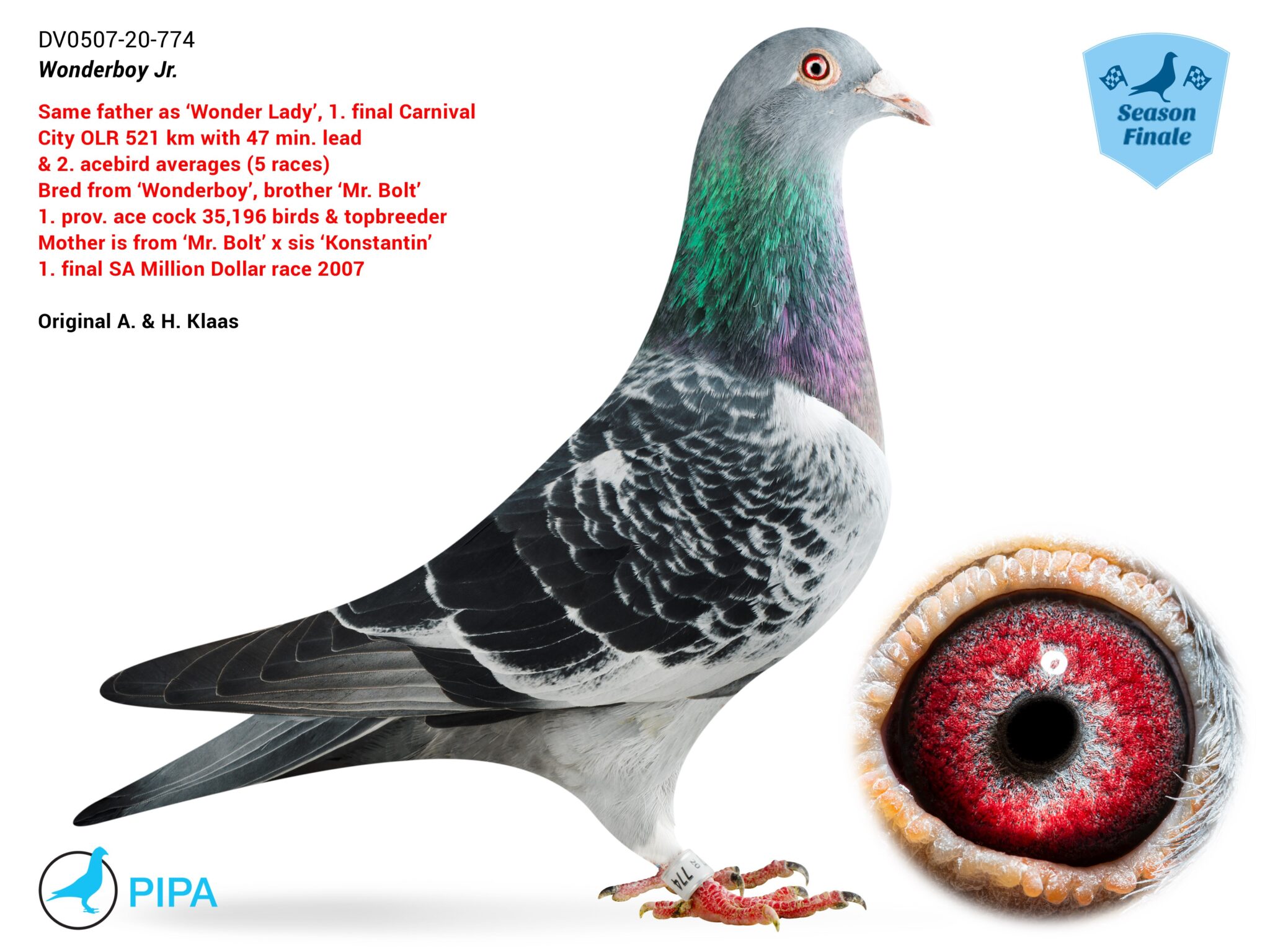 .LOT 8 NORMAN PHILLIPS -ZA 24 DIAS 250 -HALF SIBLING TO BARZALONA RACE ...