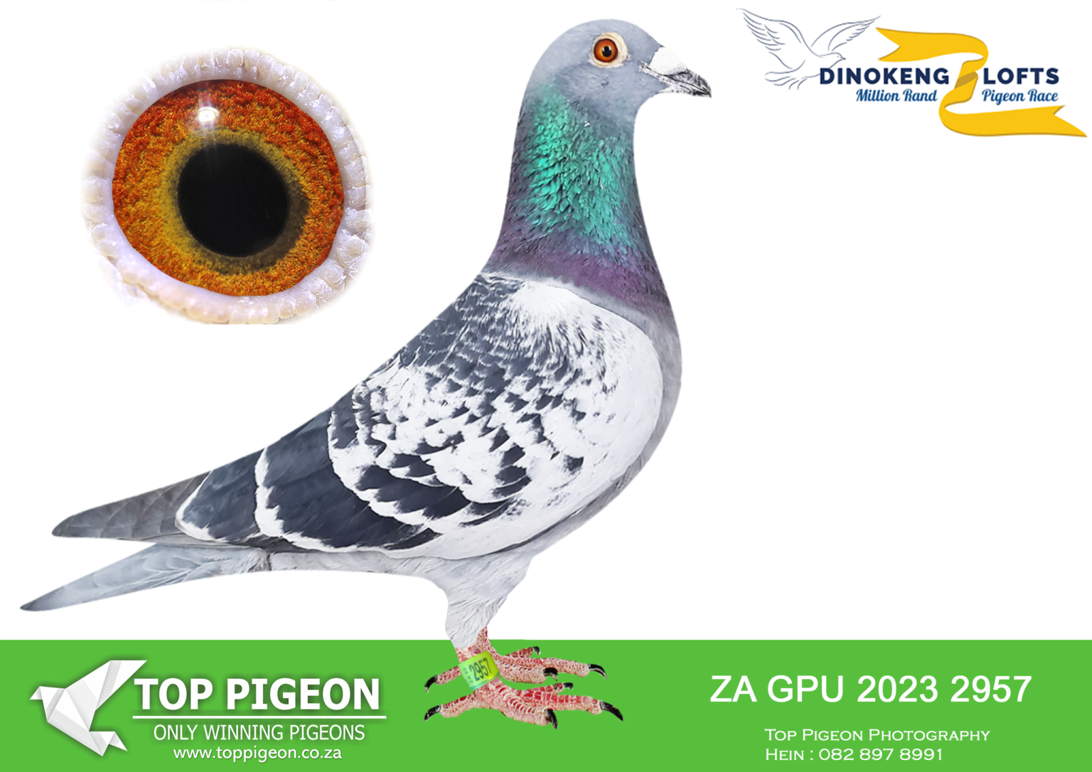 .LOT 8 DANIE SCHOLTZ / JACO FAUL – ZA 23 GPU 2957 “SON ROCKY”-SIRE:1110 ZA 16 SVPV. Alias “ROCKY ...