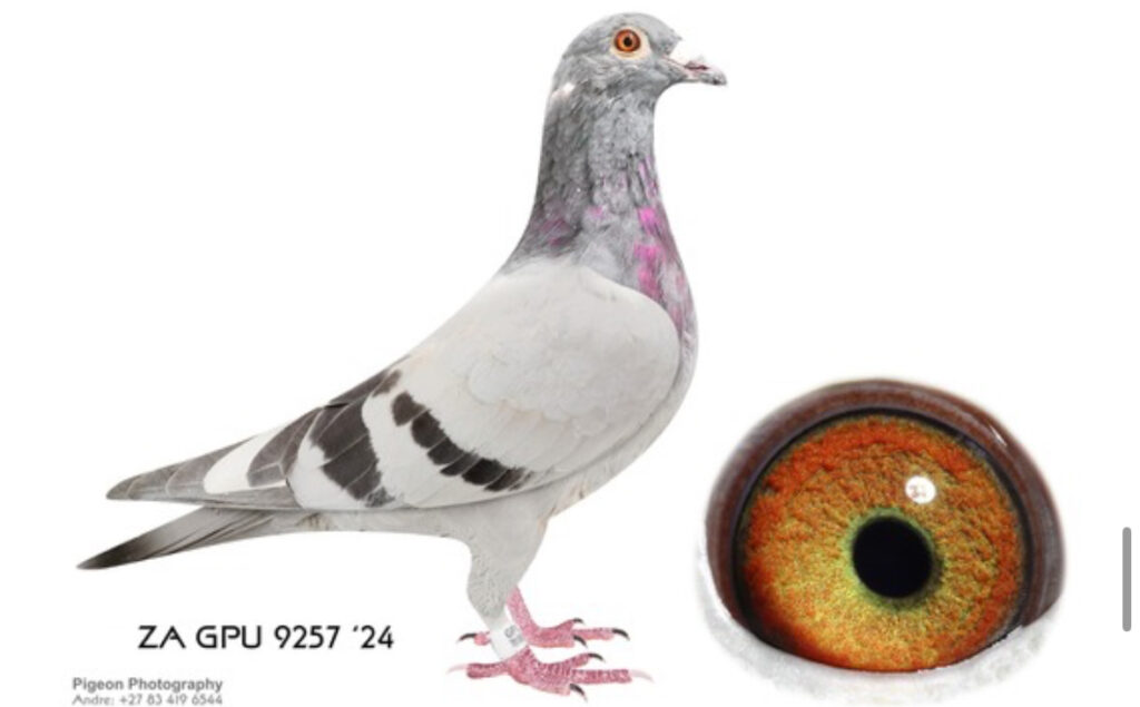 .LOT 6 DANIE SCHOLTZ/JACO FAUL – ZA 24 GPU 9031 -SIRE: 3021 ZA 23 GPU .Alias “10150 X 1474 ...