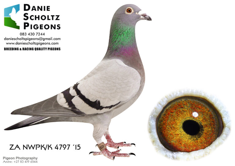 .LOT 4 DANIE SCHOLTZ / JACO FAUL – ZA 24 GPU 9244 -Brother x Sister mating – bred for stock. Out ...