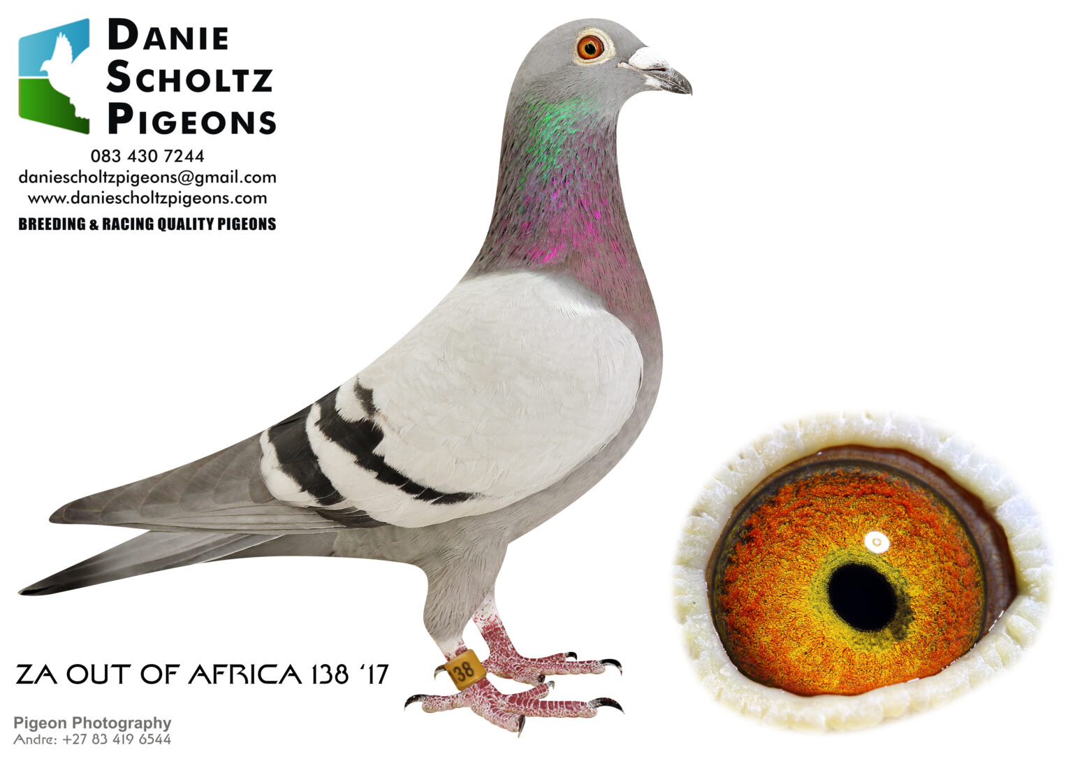 .LOT 1 DANIE SCHOLTZ / JACO FAUL – ZA 17 OOA 138 -*Balanced* Muscled* Louvred wing* Silky soft ...