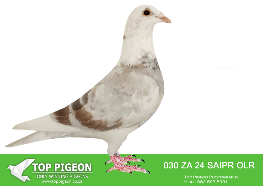 .LOT 2 SAIPR BREEDING STATION – ZA 24 SAIPR OLR 030 -SIRE:NO RING KITTEL. KITTEL. SIRE AND DAM ...