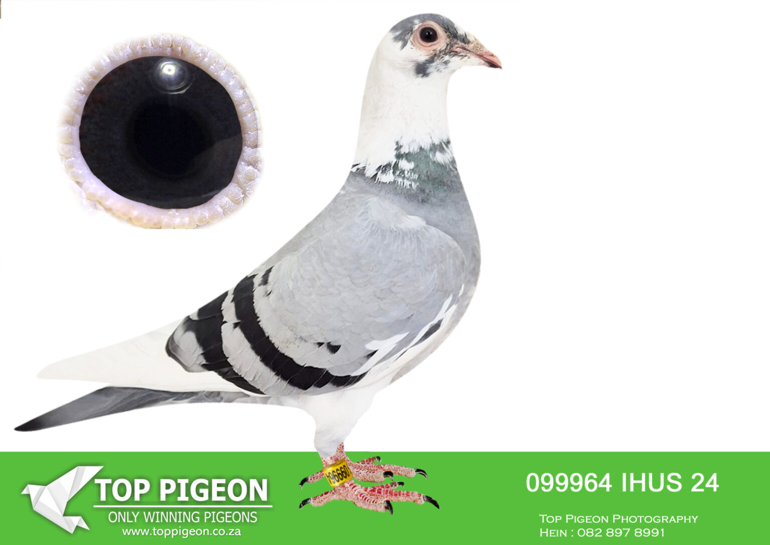 .LOT 1 SAIPR BREEDING STATION – ZA 25 GPU 3315 – SIRE:ZA 22 NRHU 3031 .SIRE TO 8073 CLUB WINNER ...