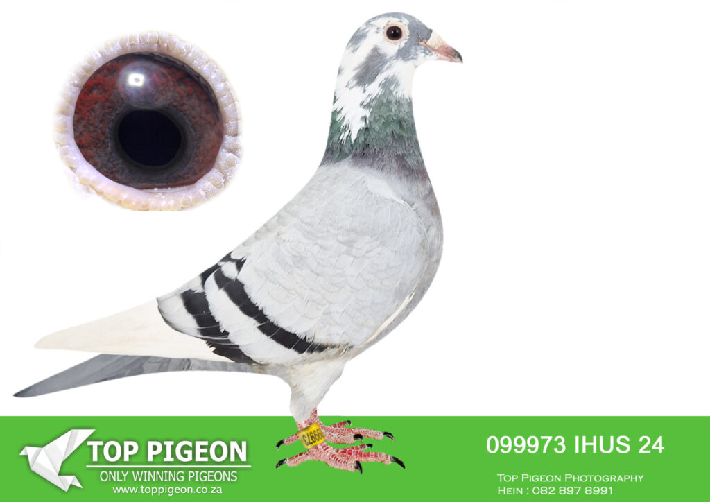 .LOT 2 SAIPR BREEDING STATION – ZA 25 GPU 3302 -SIRE:ZA 24 BOTHA 600 M.SIRE AND DAM ARE FULL ...