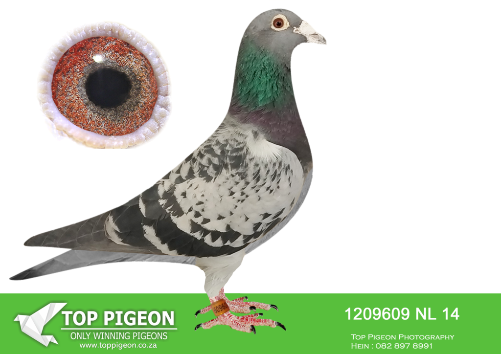 LOT 15 HOOYMANS AUCTION – NL 14 1209609 -SIRE:1912626 NL 11 “SON THE 800”. BRED DIRECTLY OUT OF ...