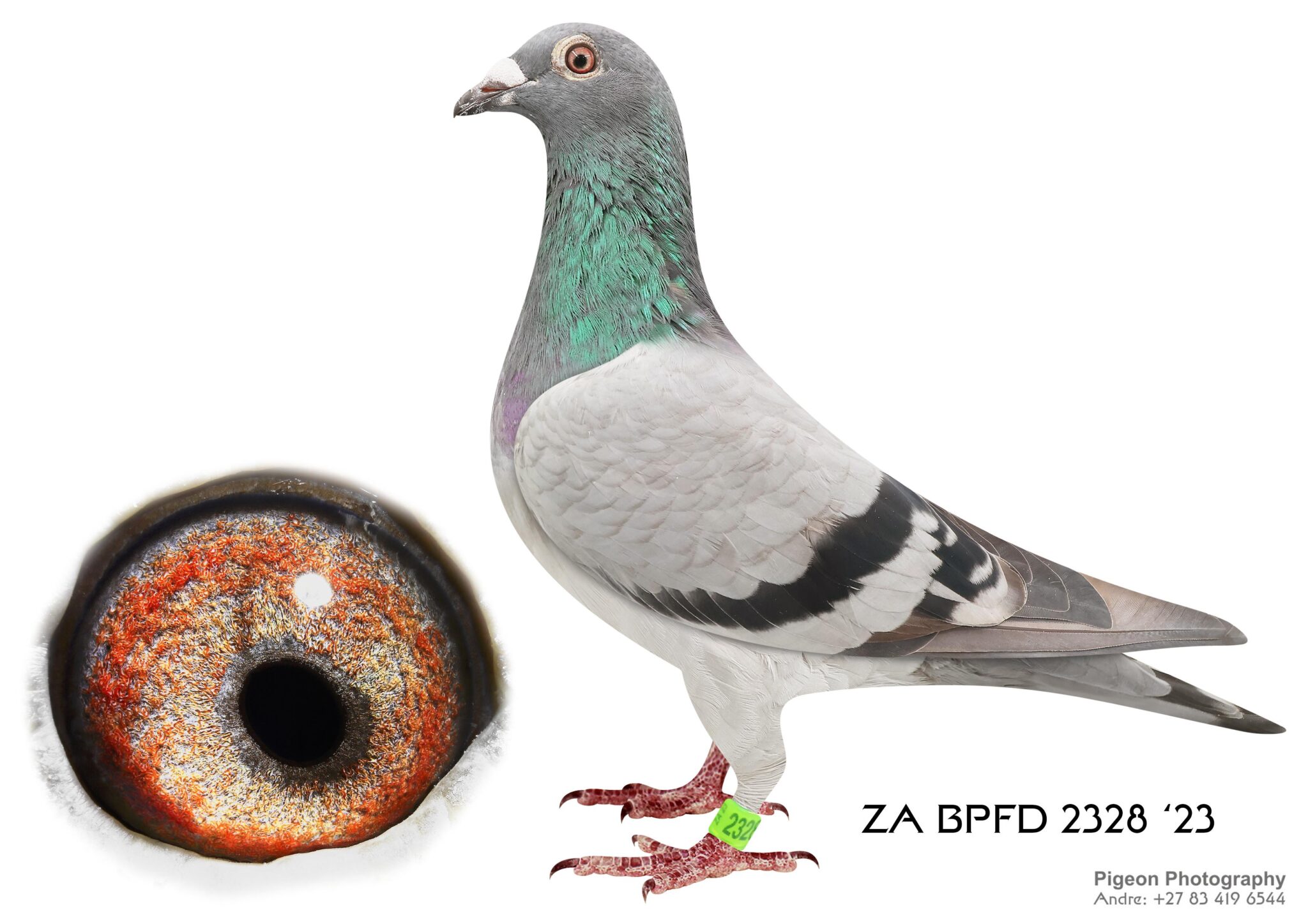 .LOT 1 ACE PIGEON AUCTION – ZA 23 BPFD 2328 BBAR – 1st Ace Bird Overall ...