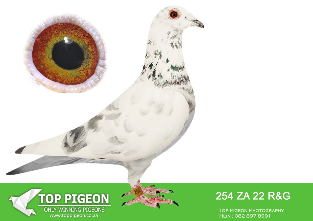 LOT 17 WACKY WEDNESDAY -8101 ZA 24 TRPF -SIRE:ZA-2024-ABL-1413 Alwyn Bester Red Best genetics ...