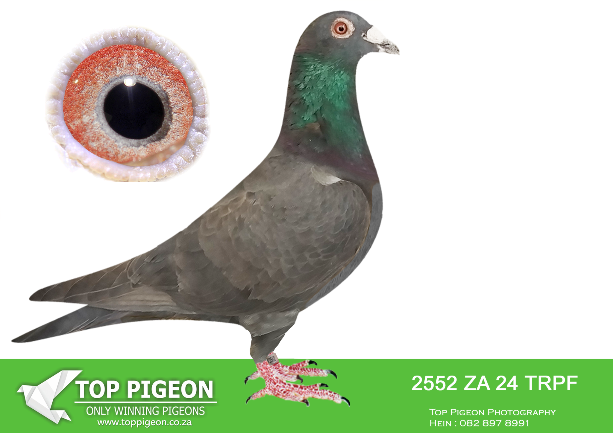 LOT 14 WINTER AUCTION -2552 ZA 24 TRPF -SIRE:ZA-2020-269739 Mc Dermott Lofts Blue Strain: Alfons ...