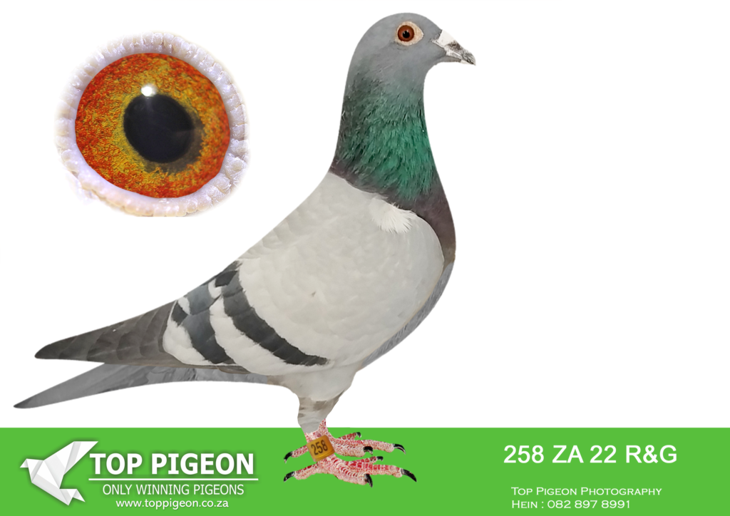 .LOT 3 HOOYMANS AUCTION – ZA 22 R&G 258 – SIRE: ZA NDKD 1106-20 BRED OUT OF “PRINCESS II” AND ...