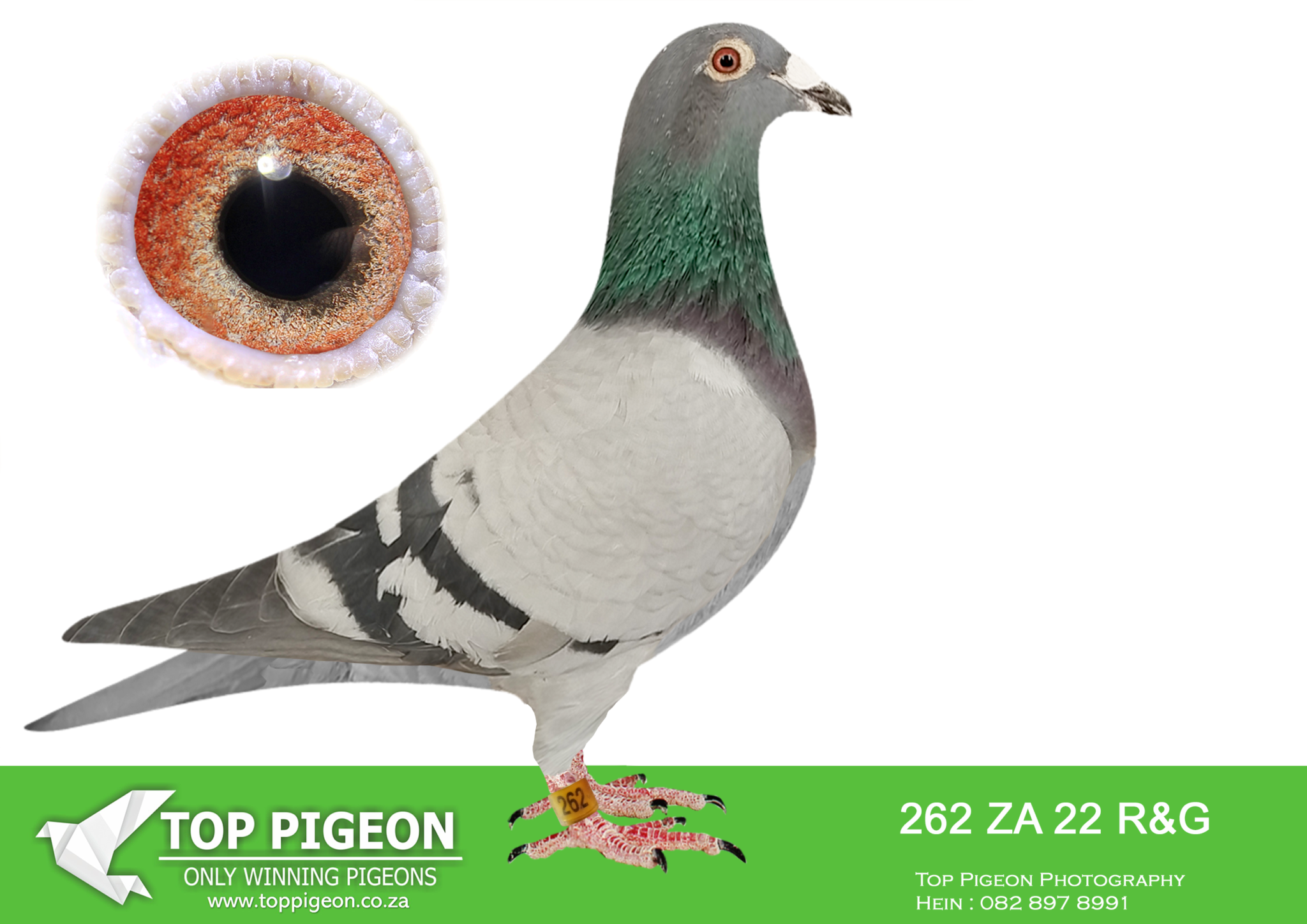 .LOT 2 HOOYMANS AUCTION – ZA 22 R&G 262 -Sire : NL 1849765-15 “Tonnie” Bred directly by Jan ...