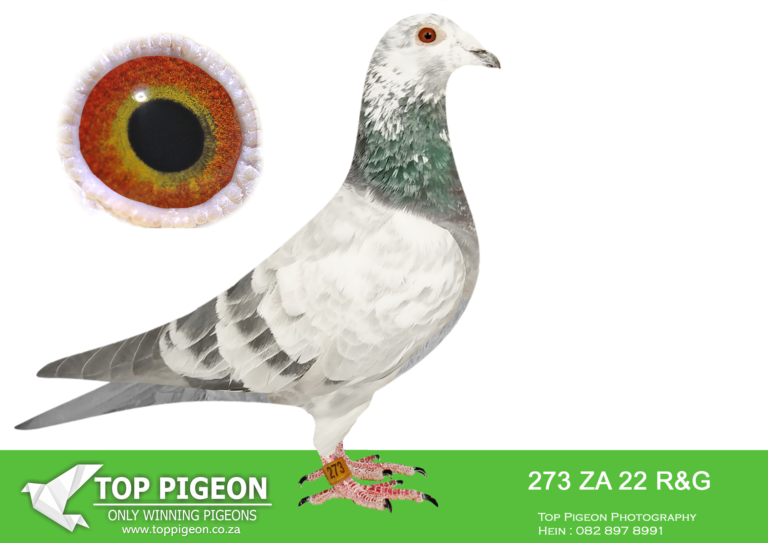 LOT 17 WACKY WEDNESDAY -8101 ZA 24 TRPF -SIRE:ZA-2024-ABL-1413 Alwyn Bester Red Best genetics ...