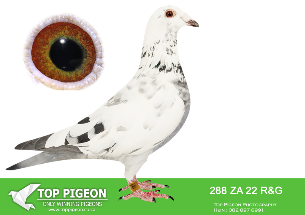 LOT 17 WACKY WEDNESDAY -8101 ZA 24 TRPF -SIRE:ZA-2024-ABL-1413 Alwyn Bester Red Best genetics ...