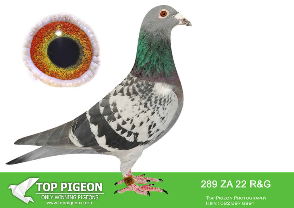 LOT 17 WACKY WEDNESDAY -8101 ZA 24 TRPF -SIRE:ZA-2024-ABL-1413 Alwyn Bester Red Best genetics ...