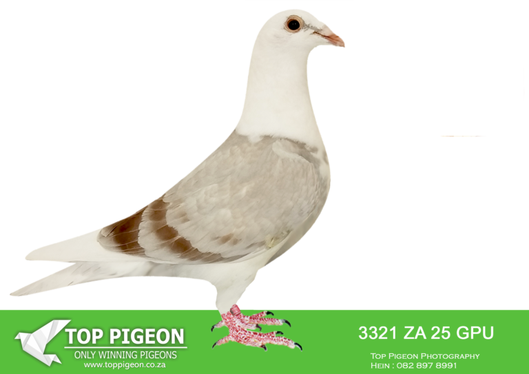 .LOT 2 SAIPR BREEDING STATION – ZA 24 SAIPR OLR 030 -SIRE:NO RING KITTEL. KITTEL. SIRE AND DAM ...