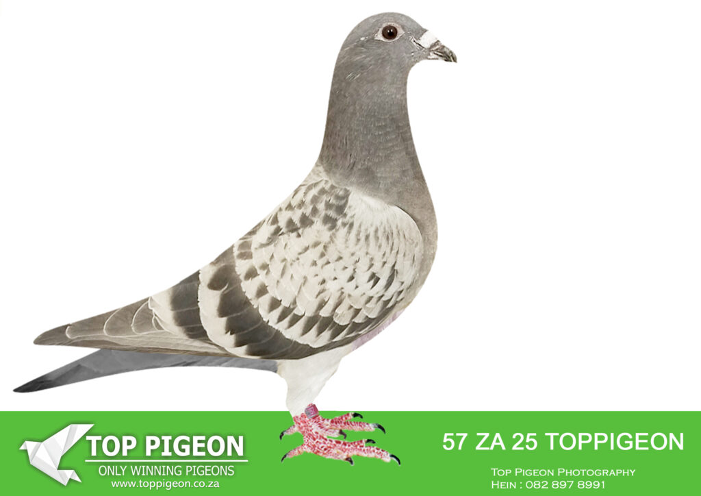 LOT 22 SASSY WEDNESDAY – ZA 25 TOPPIGEON 57 – SIRE:088974357. SG STEFFL ...