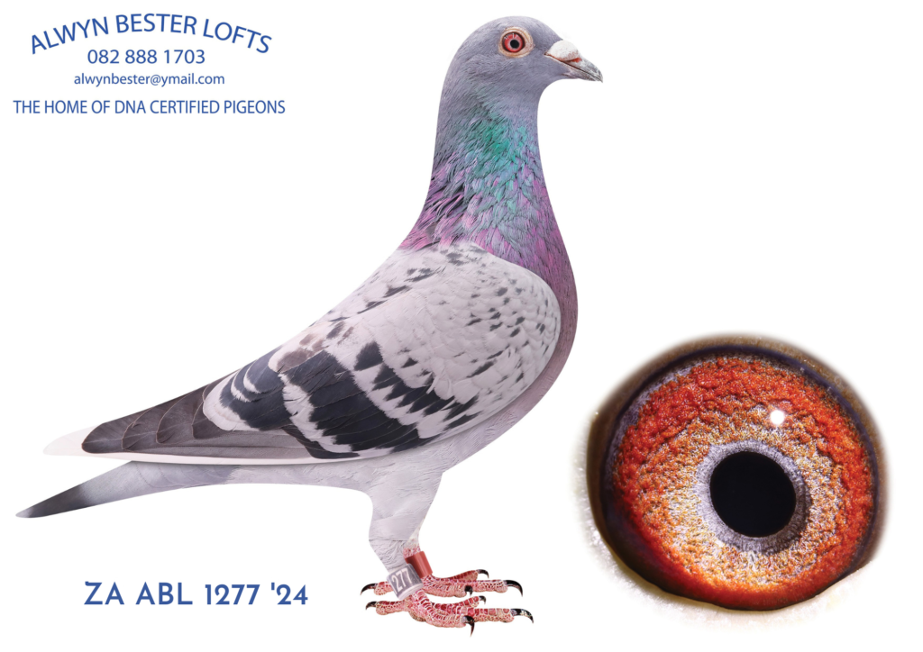 .LOT 2 ALWYN BESTER – ZA 24 ABL 1277 -SIRE:73 ZA 20 ABL.Strain: 810 SABLON COLLECTION Color ...