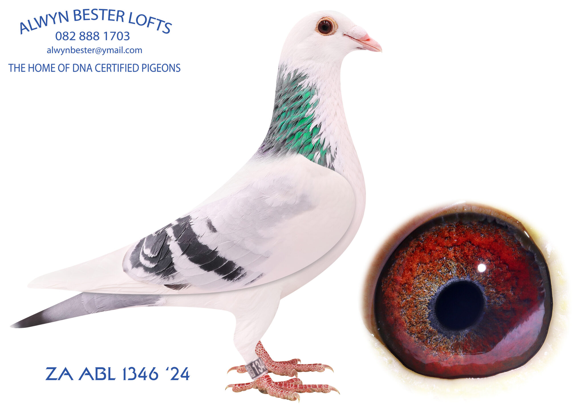 .LOT 3 ALWYN BESTER – ZA 24 ABL 1346 -SIRE: 830 ZA 22 ABL.Strain: Alwyn Bester Color: BLUE BAR ...