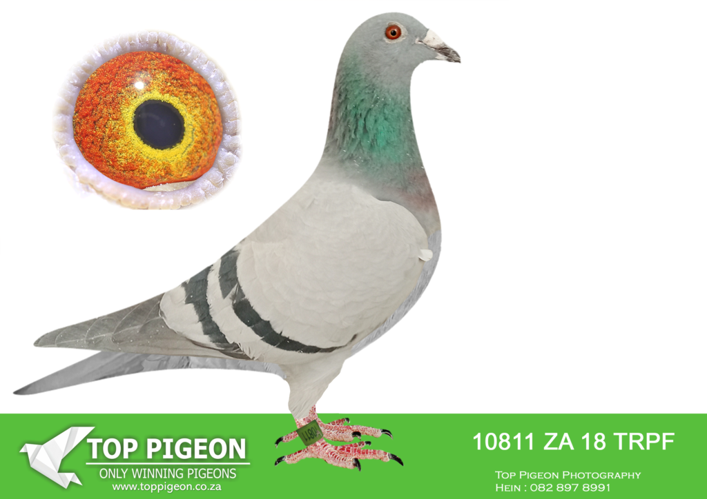 .LOT 2 PIGEON PALACE – ZA 18 TRPF 10811 ——DOUBLE FEDERATION WINNER AND GAUTENG COMBINE WINNER ...