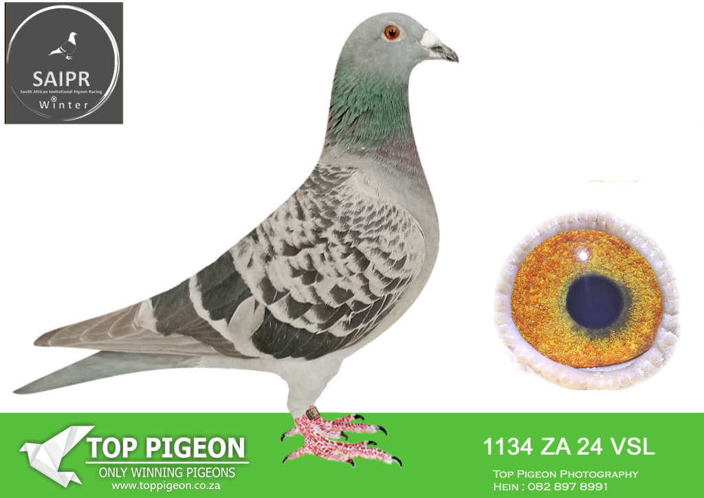 LOT 91 SAIPR OLR – Velocity Racers- ZA VSL 1134 2024*** -SIRE:063 DAN ...