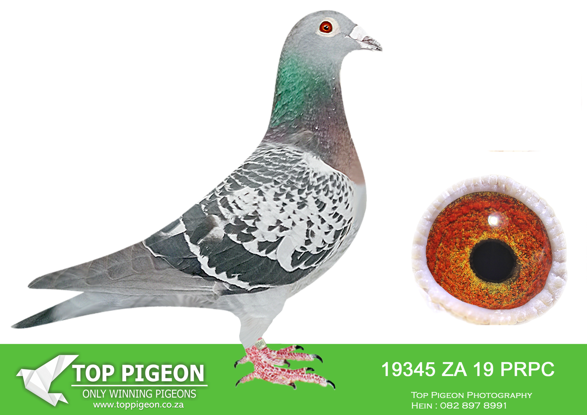 LOT 20 JACO BUCKLE MDTC AUCTION 1 -ZA 19 PRPC 19372 COCK “VENI VIDI ...