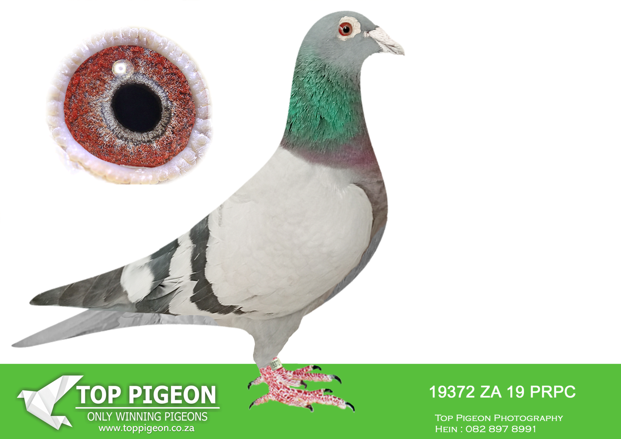 LOT 20 JACO BUCKLE MDTC AUCTION 1 -ZA 19 PRPC 19372 COCK “VENI VIDI ...