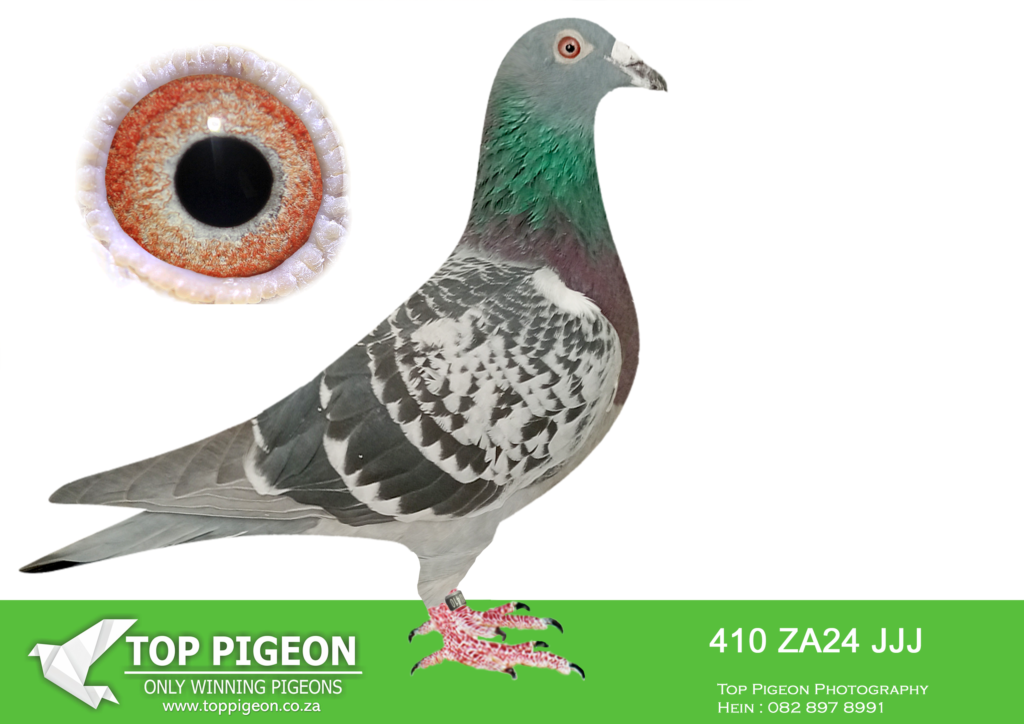 .LOT 4 MID AUGUST –ZA 24 JJJ 410 -CLICK PAIR – “BUKSIE” & GIRLFRIEND ...