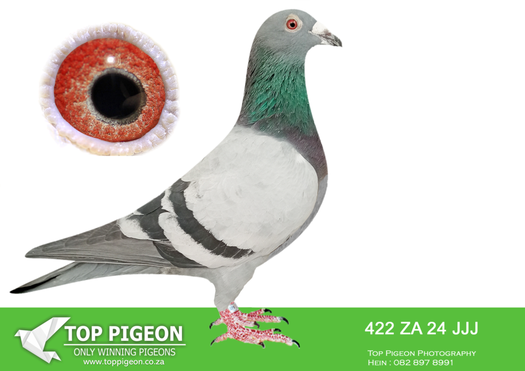 LOT 21 MID AUGUST –ZA 24 JJJ 422 -FULL BROTHER TO NO: 2 FINAL AFRIKAPRO ...