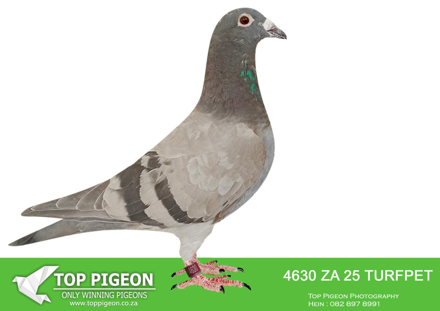 LOT 14 DANIE SCHOLTZ / JACO FAUL -4630 ZA 25 TURFPET -Half-brother x Half-sister mating. Bred ...