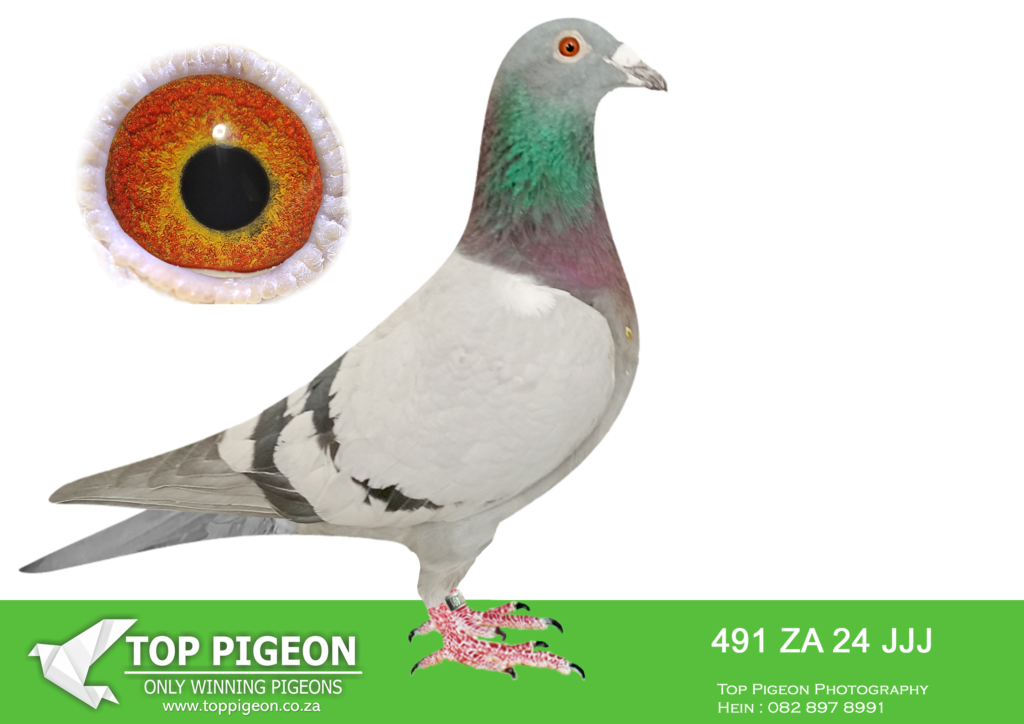 LOT 10 MID AUGUST –ZA 24 JJJ 491 -SIRE ZA 16 PWF 3674 “BUKSIE” Father ...