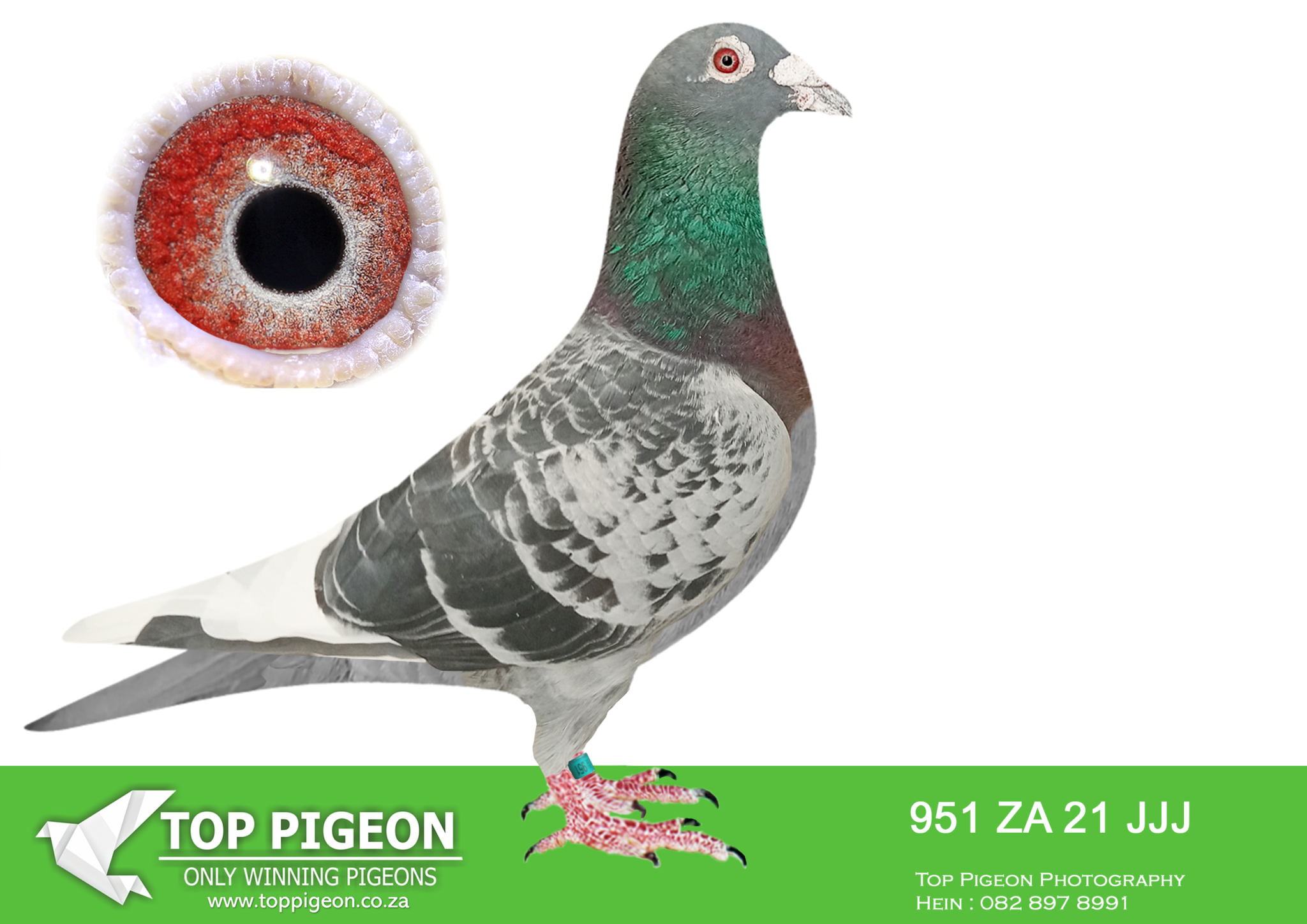 LOT 14 MID AUGUST –ZA 21 JJJ 951 -SIRE:SIRE ZA 15 PWFD 0992 “CRACKERJACK” JACO BUCKLE MDTC ...