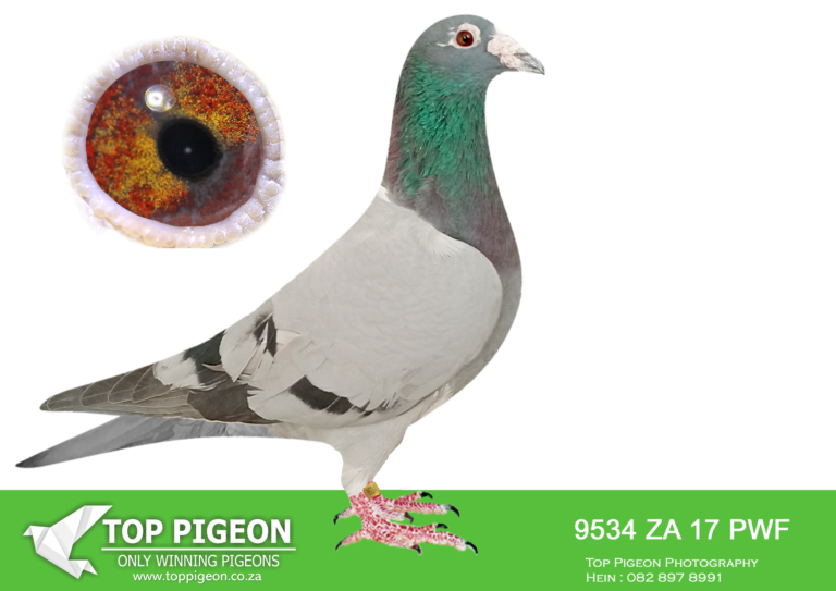 .LOT 7 MID AUGUST –ZA 17 PWF 9534 -14th POSITION MILLION DOLLAR TEST ...