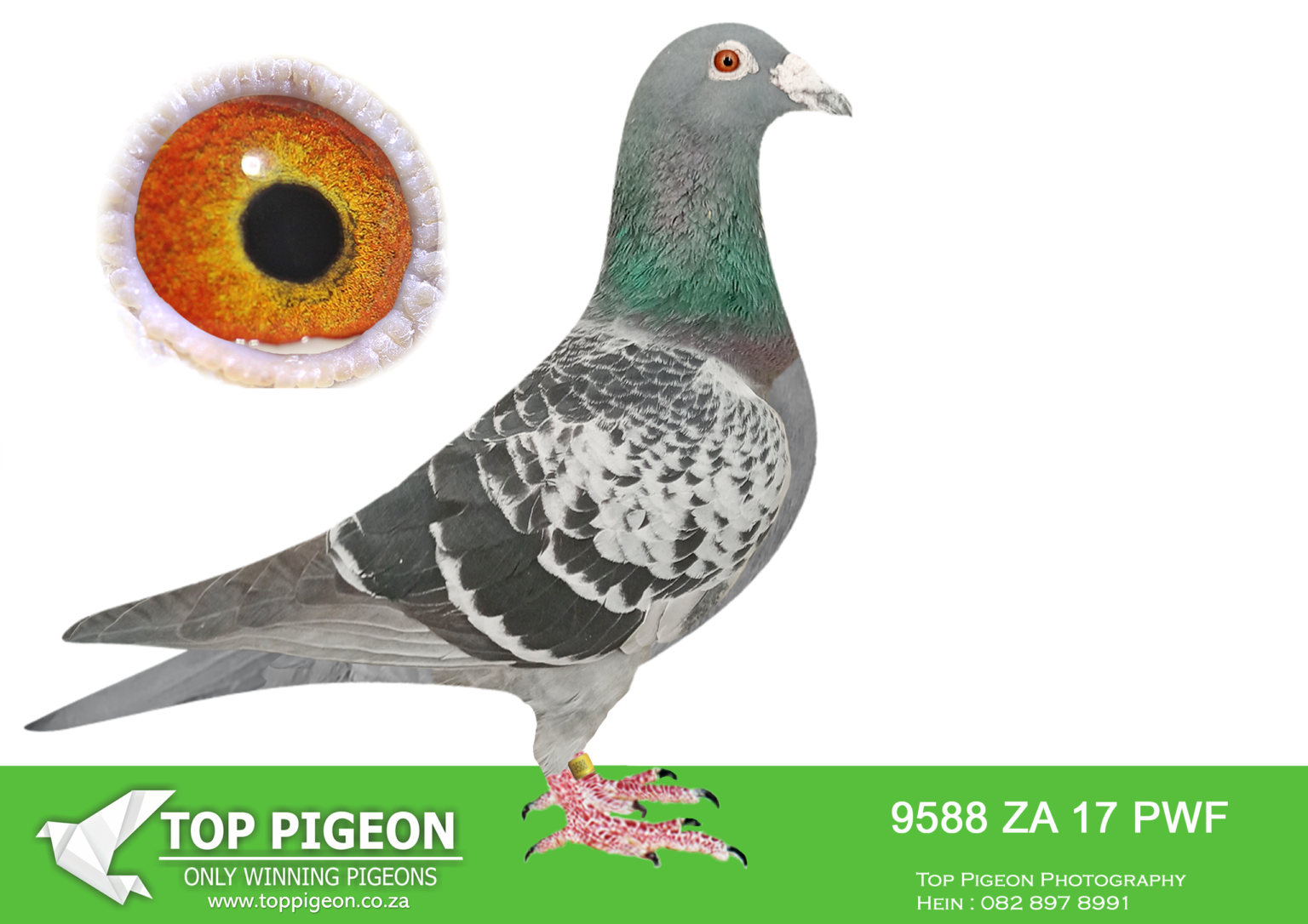 Racing pigeon auctions | Local & international lots for sale