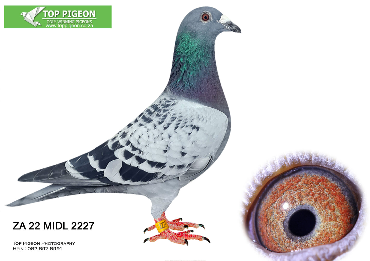 .LOT 8 PIETER BEKKER -ZA 22 MIDL 2227 – Bred father to daughter mating ...