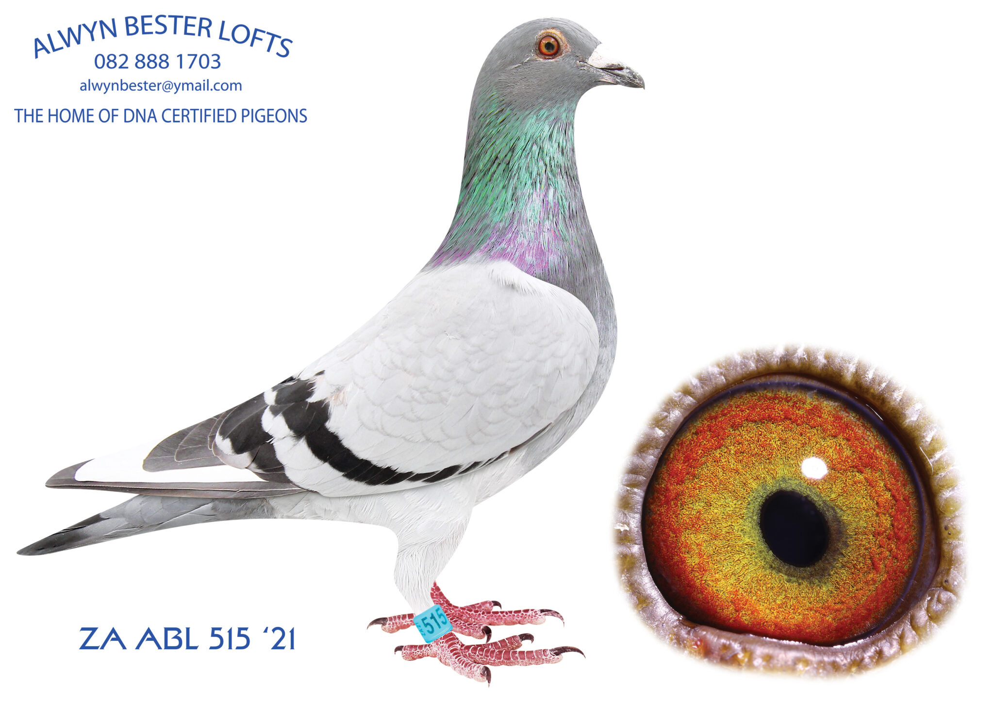 .LOT 7 ALWYN BESTER – 515 ZA 21 ABL – Last son from “Golden Jewel”. This cock will become a ...