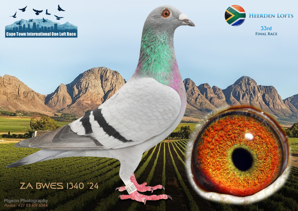 LOT 17 CAPE TOWN WINTER-Heerden Lofts-ZA-BWES-24-1340 -SIRE:ZA 23 KUR 3788 “KATHU”. DE RAUW ...