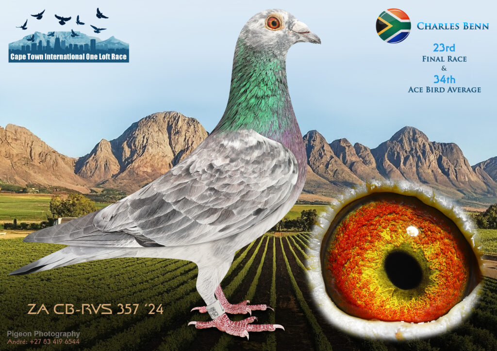 LOT 13 CAPE TOWN WINTER-Charles Benn -ZA-CBRVS-24-357 -SIRE:BELG 20 5077446 “Lion Boy” Gaby ...