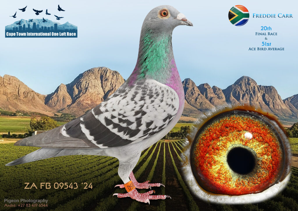 LOT 10 CAPE TOWN WINTER-Freddie Carr-ZA-FB-24-09543 -SIRE:6159 ZA 21 ...