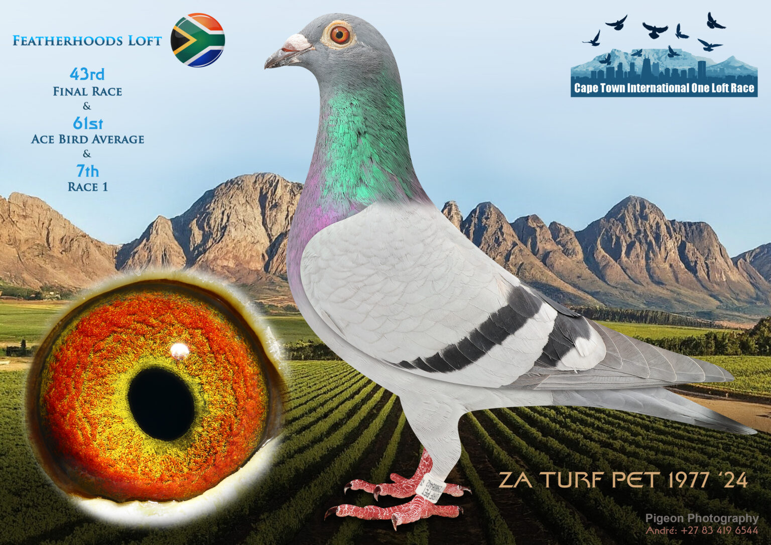 LOT 22 CAPE TOWN WINTER-Featherhoods Loft-ZA-TURFPET-24-1977 -7TH RACE 1——–SIRE:2253 ZA BPK 20 ...