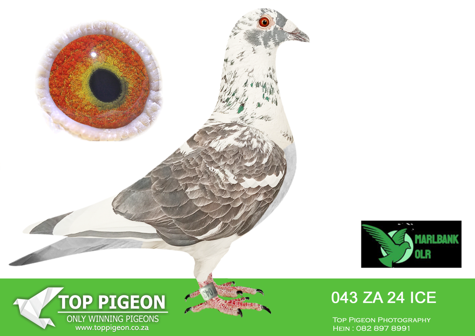 LOT 15 MARLBANK OLR – KAROO MILLION-ZA-24-ICE-043 -5TH FINAL———-SIRE ...