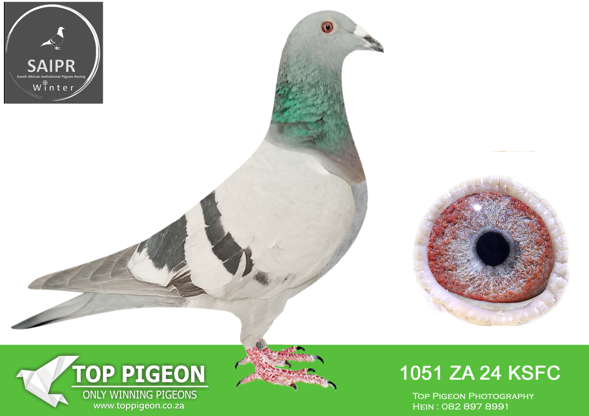 LOT 95 SAIPR AUCTION 2 – Ronnie Huebsch-ZA KSFC 1051 2024***