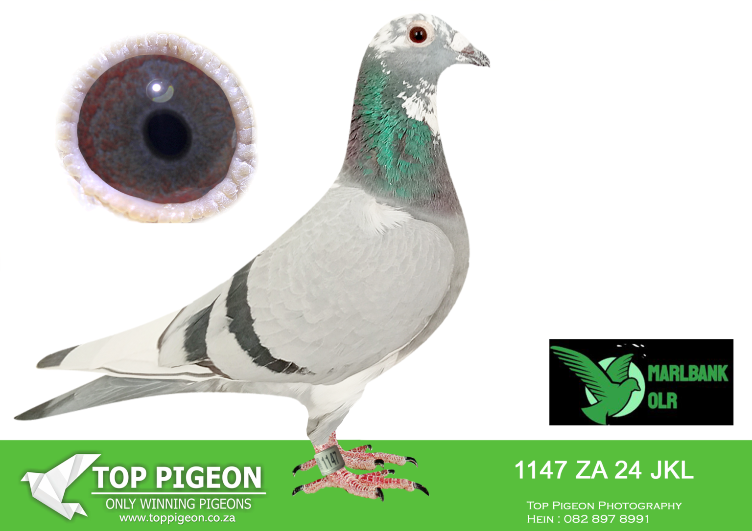 LOT 50 MARLBANK OLR – EXCLUSIVE PIGEON PARADISE 1-ZA-24-JKL-1147 -“EPP ...
